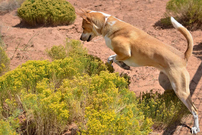 The 7MSN Ranch: Dogged determination