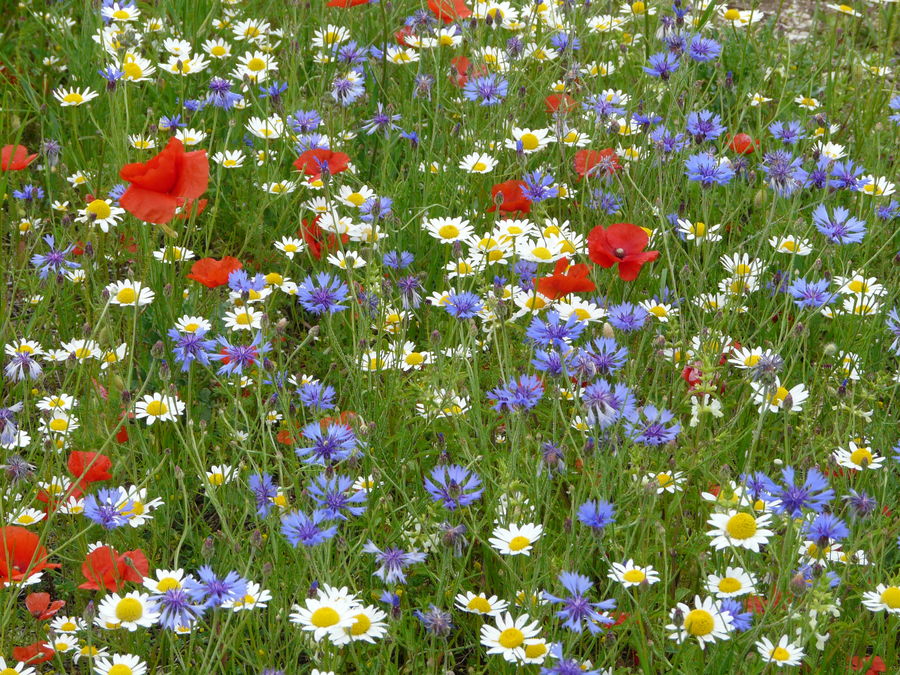 Becomingele: Fiori di Campo