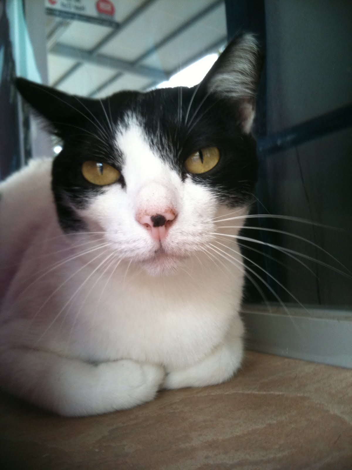 Singapore Community Cats: Hair Salon Cat called Lucy