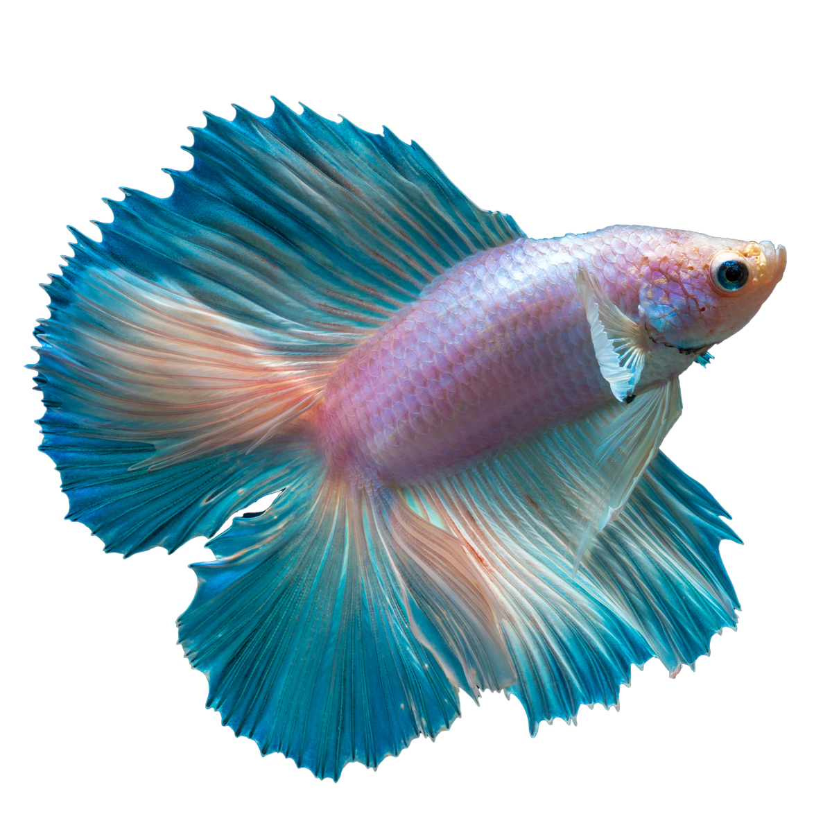 Betta Fish Logo Ikan Cupang Png - Gudang Gambar Vector PNG