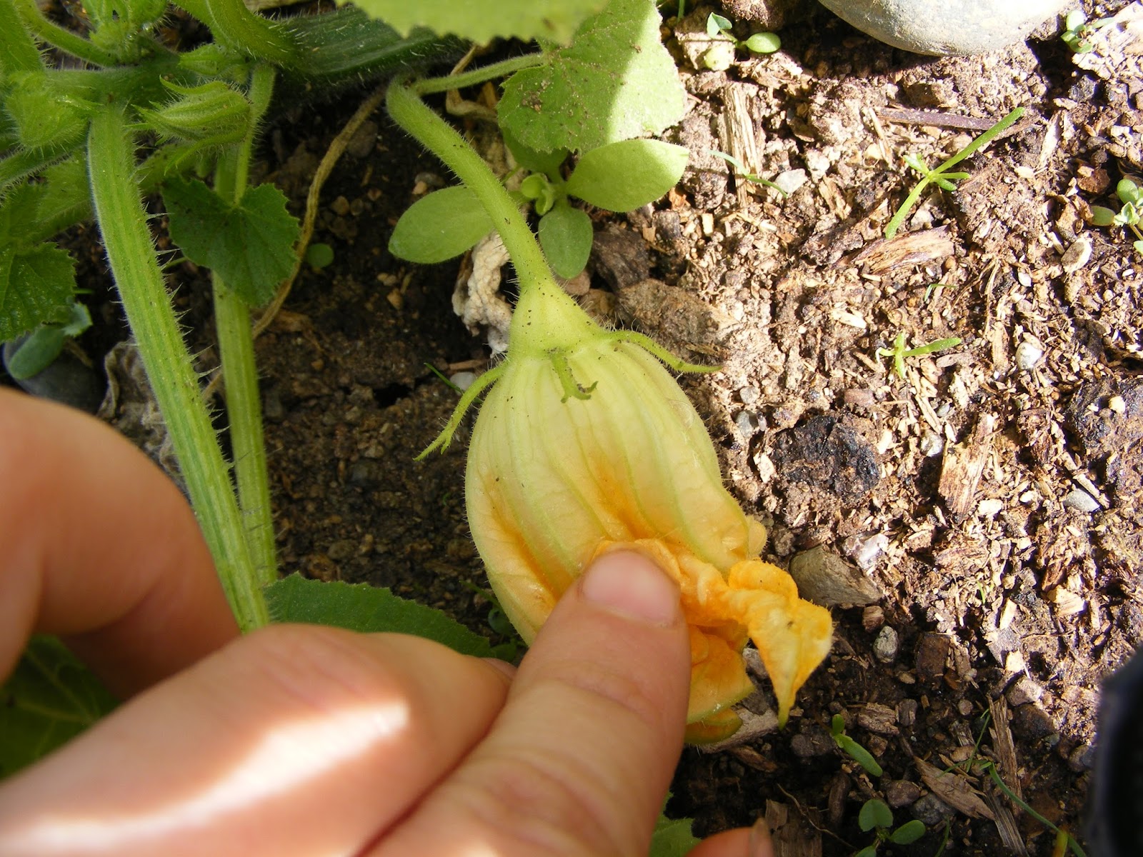 Life From Scratch: Hand Pollinating Squash