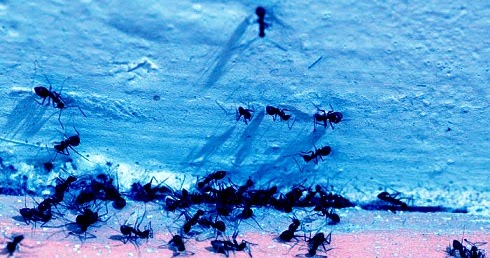 Ruta Norte Laguna: Azqueles