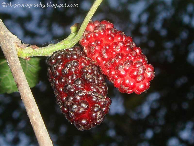 Black Mulberry-Morus nigra | Nature, Cultural, and Travel Photography Blog
