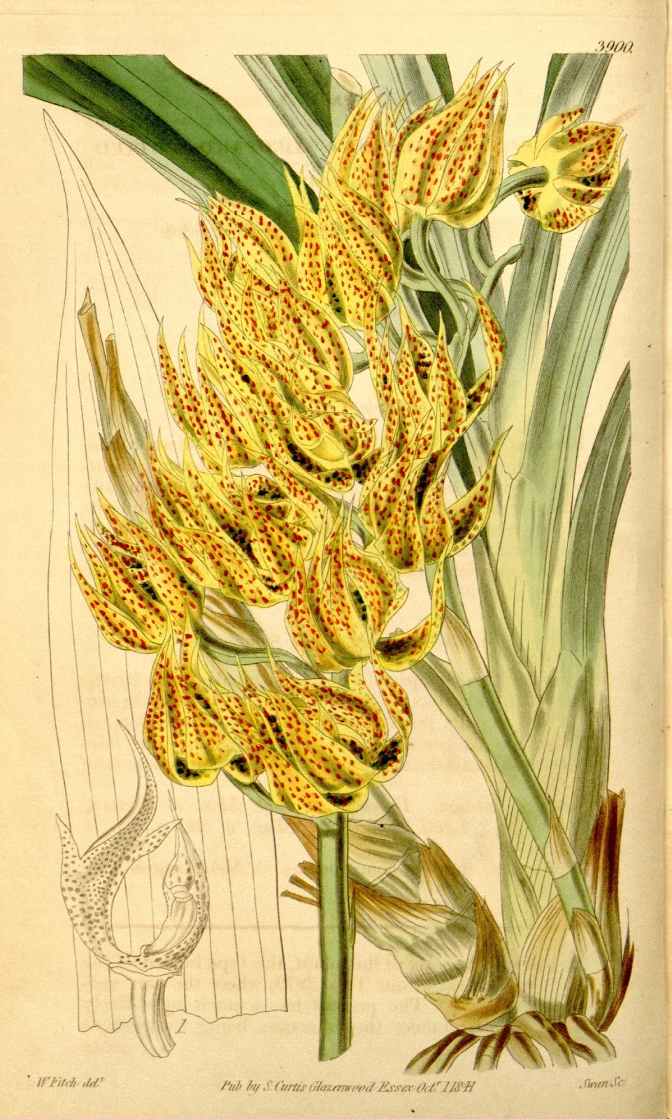 EXPOR ORQUIDEAS.COM: Clowesia - Mormode - Cycnoches