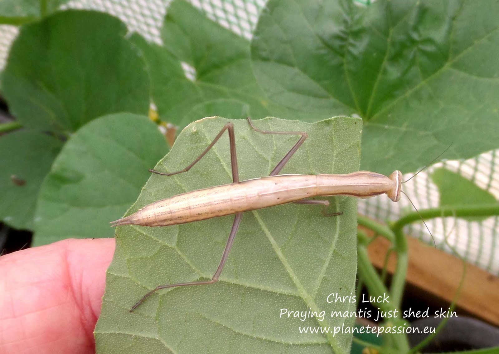 French wildlife and beekeeping: Praying Mantis in France - Mantis religiosa