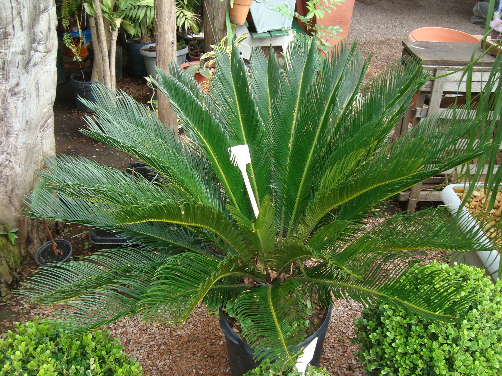 Floricultura Flor de Liz: Cica