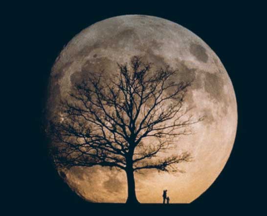 All Biggan: Did you know about " Moon trees