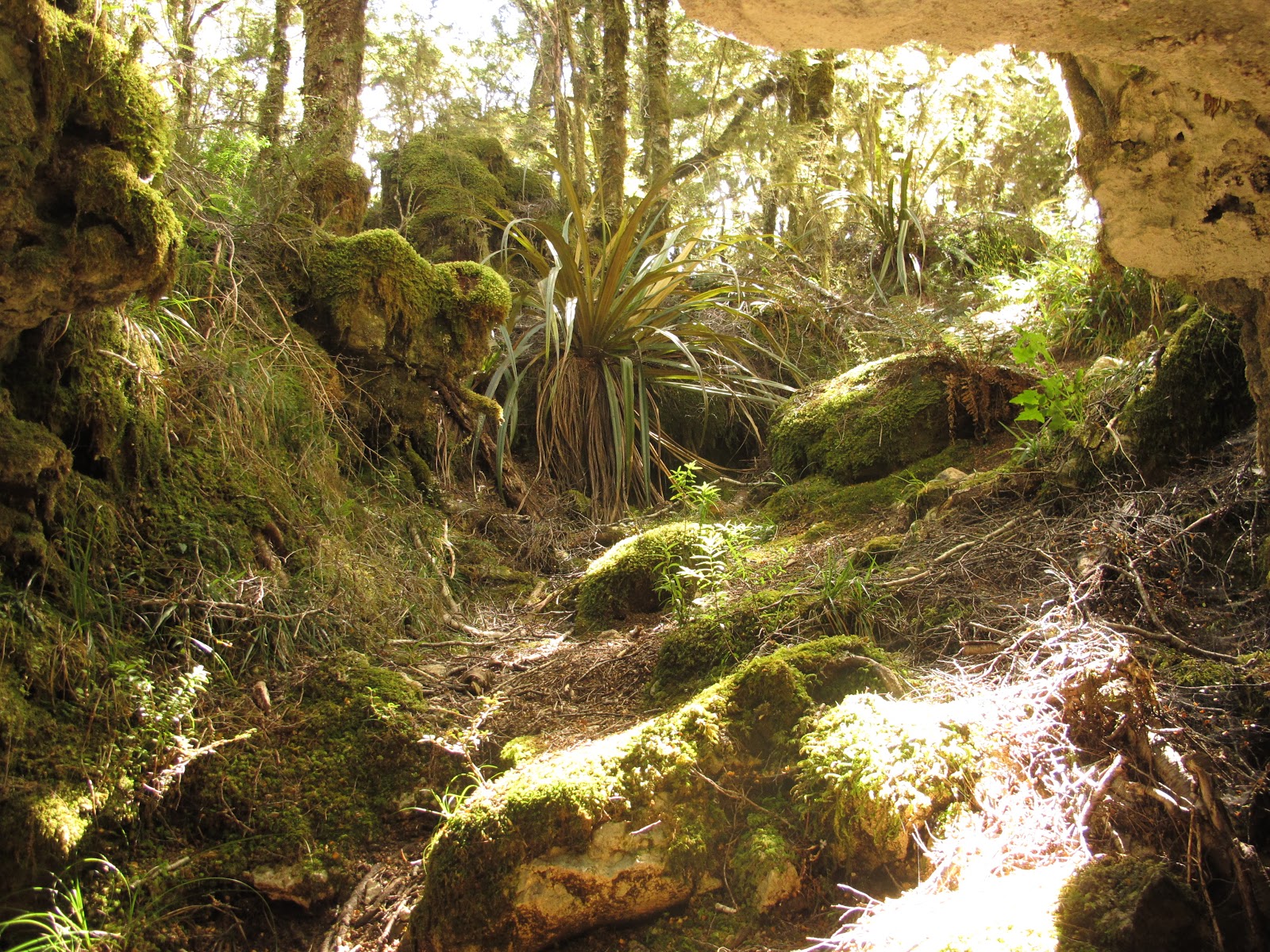 Come, walk with me.: Heaphy Track - day 2 Gouland Downs hut to Saxon Hut