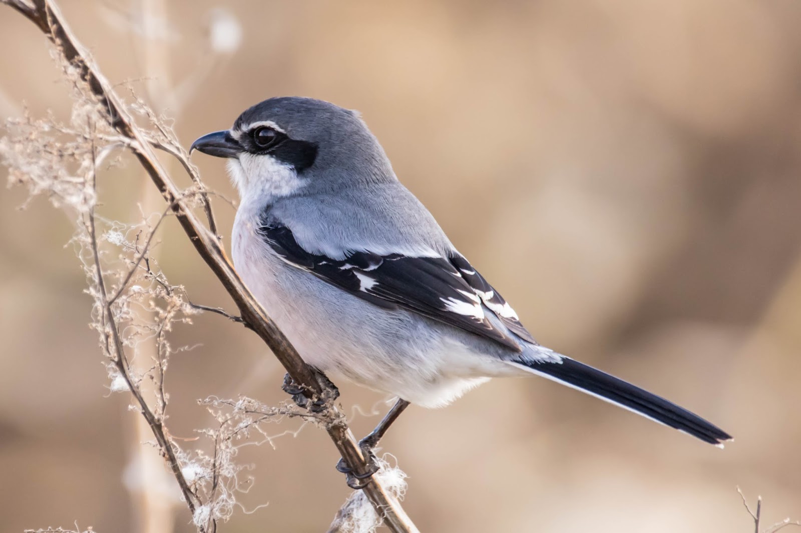 AVES DEL CIELO - BIRDS OF HEAVEN: Alcaudón real (Lanius meridionalis ...