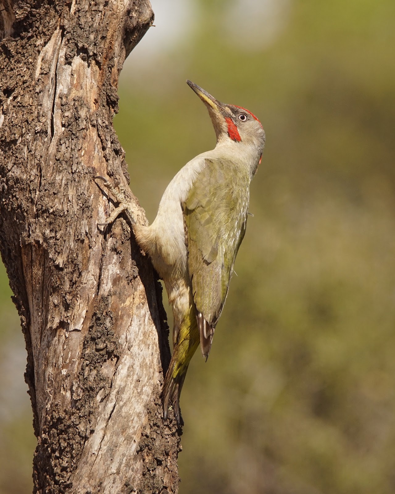 Pasión por las aves: Pito real,(Picus viridis)
