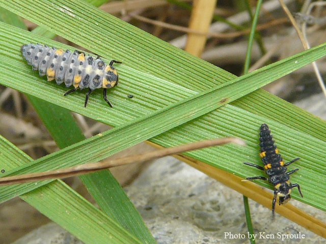 Three Dogs in a Garden: Five Garden Bugs You Need to get to Know