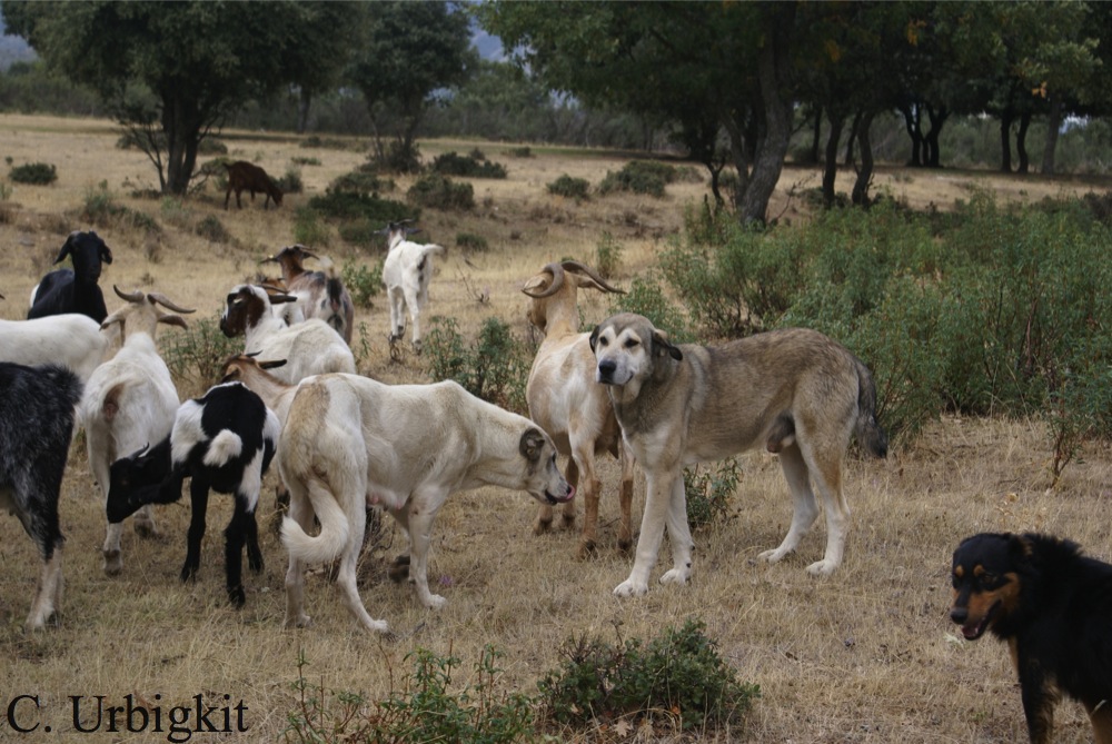 Primitive dogs – Stephen Bodio