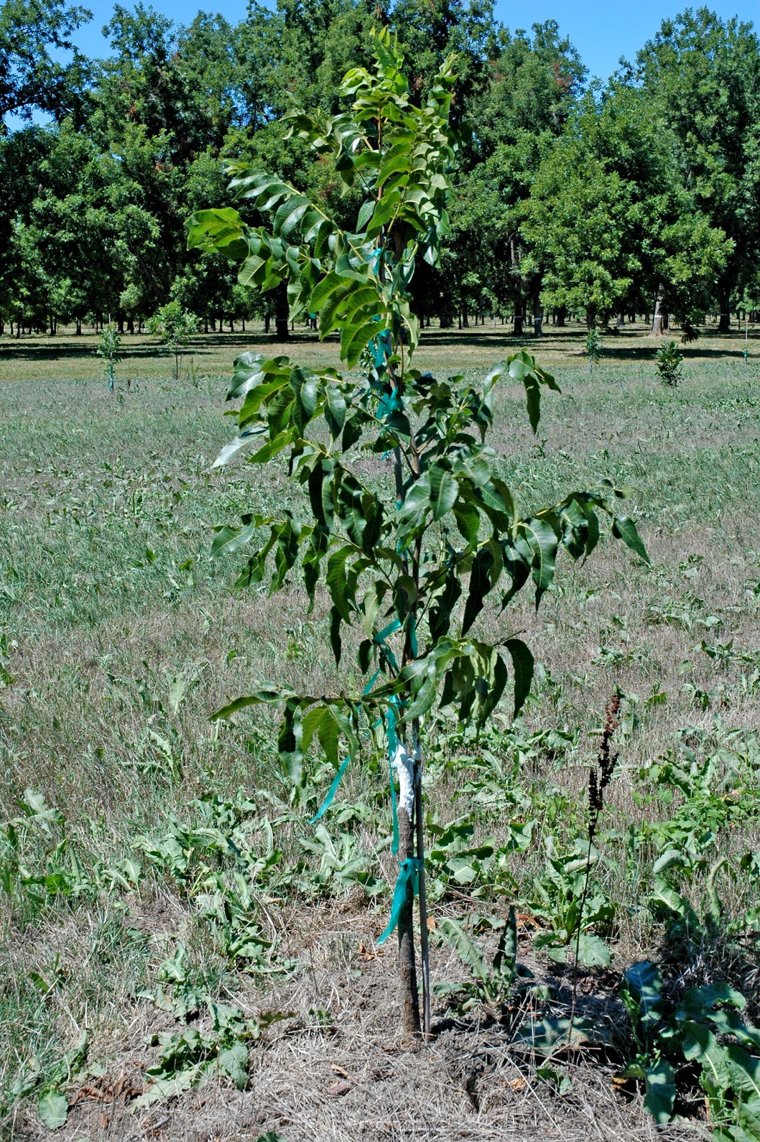 Northern Pecans: Grafting success