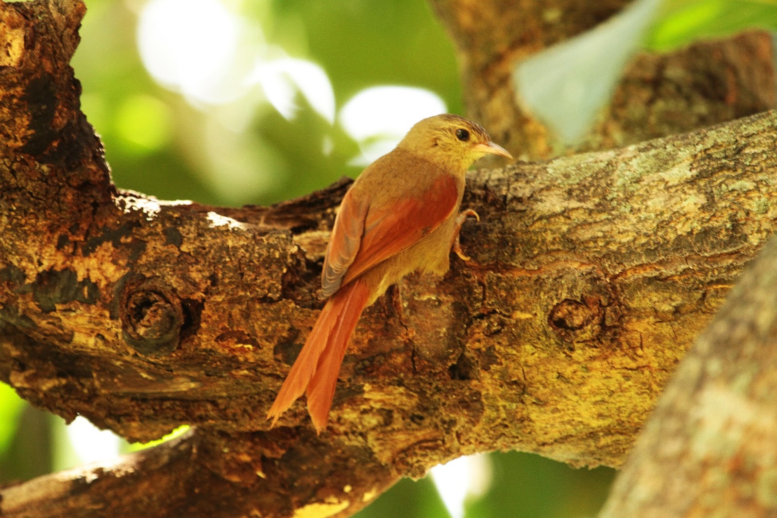 Nuestro bello mundo...: Fotos tomadas en el Jardin, Caracas, Marzo 2013