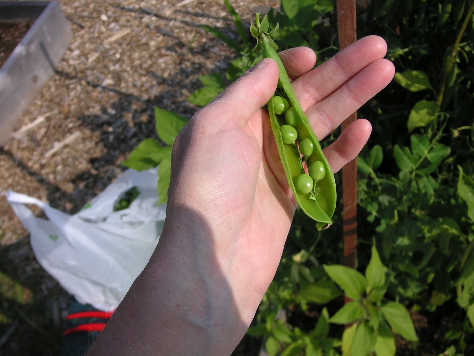 Its Pea Harvest Time!