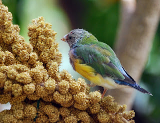 Birds, Butterflies, and Blossoms: A Nature Journal