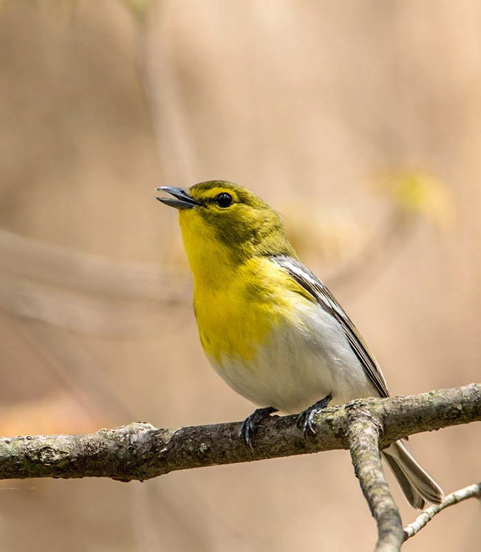 NatureShots by Terri & David Norris: Cedar Bog Birds