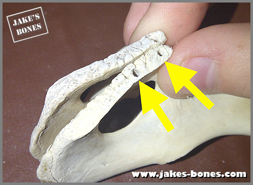 How to re-articulate a fox skeleton: part one : Jake's Bones