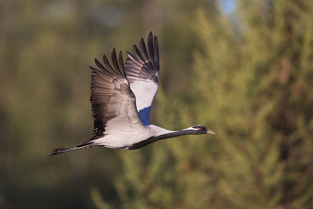 Living Temples: Holy Ramayan Retold 1