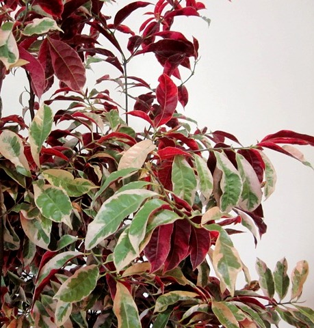 biojojo: Excoecaria cochinchinensis Lour. (Sambang Darah)