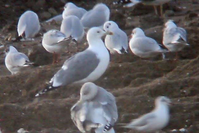 Bag a Wild One: Caspian Gulls