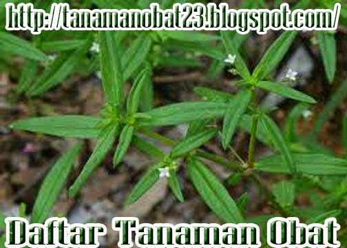 Manfaat Dan Khasiat Rumput Mutiara (Hedyotis corymbosa)