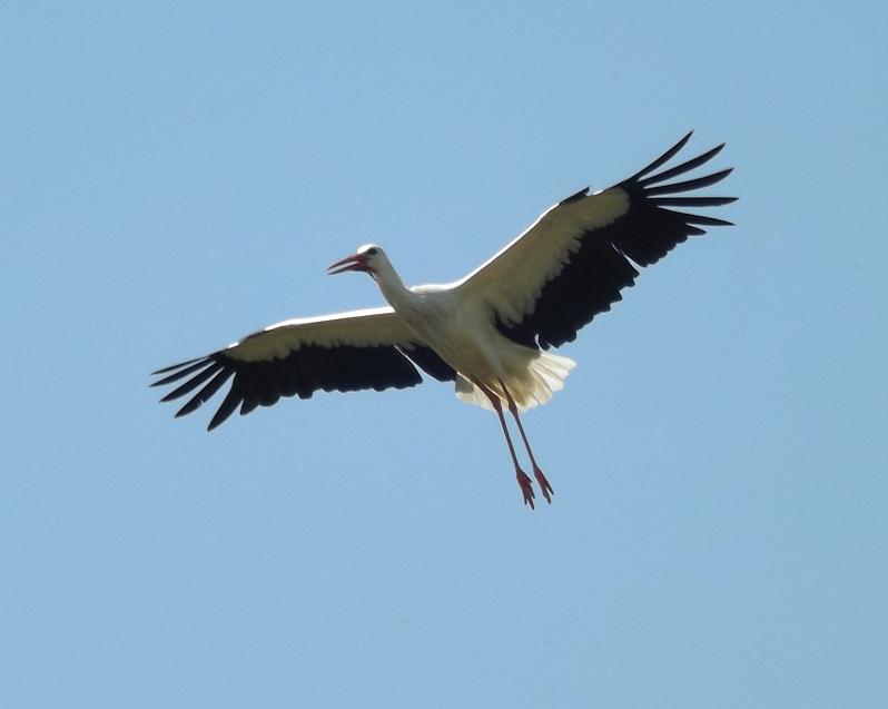 Wild Nature of the Cantabrian Mountains (Spain): White Storks nesting ...