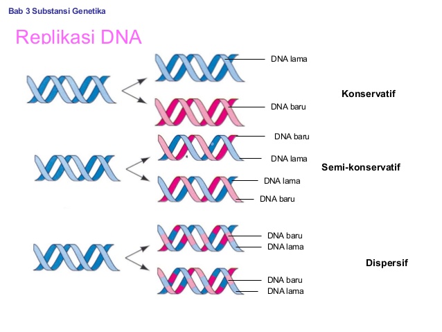 3 Model Replikasi DNA - The Power of Biology