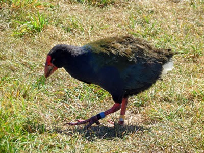 Midnight Collective: A note on pukeko and the takahe - one of New ...