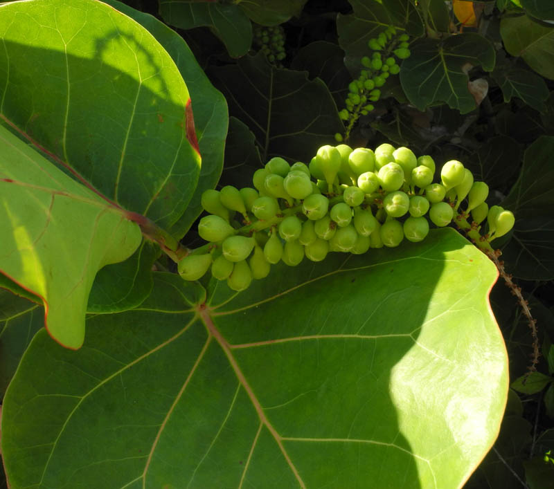 Studio and Garden: Florida's Foliage, and a Flower