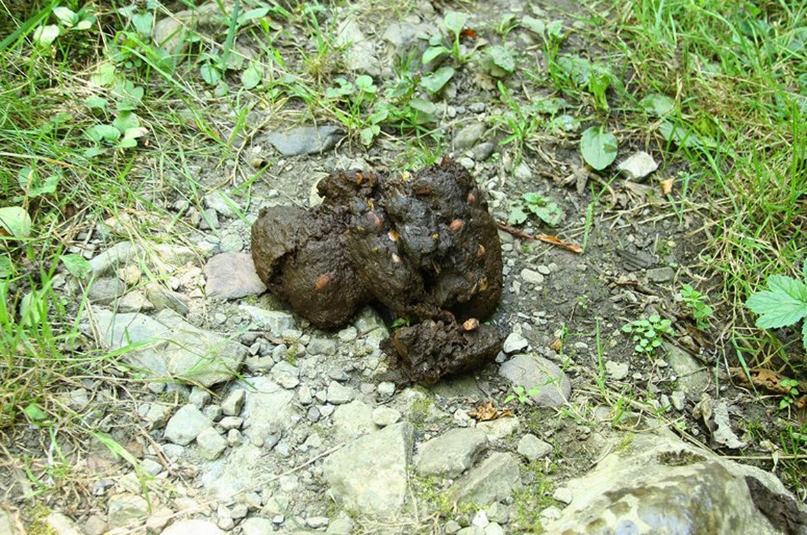 BIRDINGLEON: Más OSOS