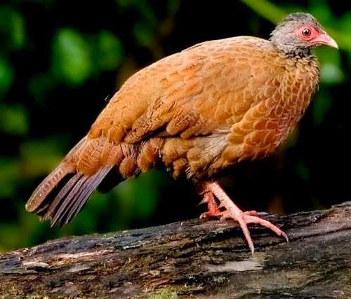 List of Indian Pheasants - Pictures | Birds of India | Bird World