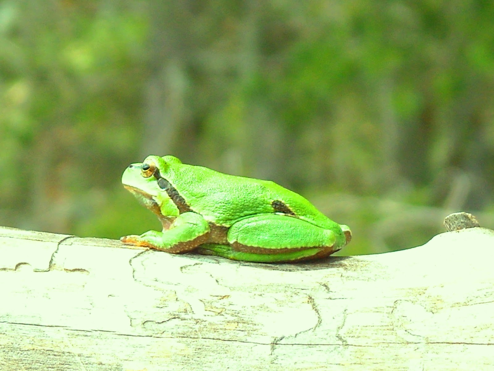 BICHOSARAGON: RANITA DE SAN ANTONIO
