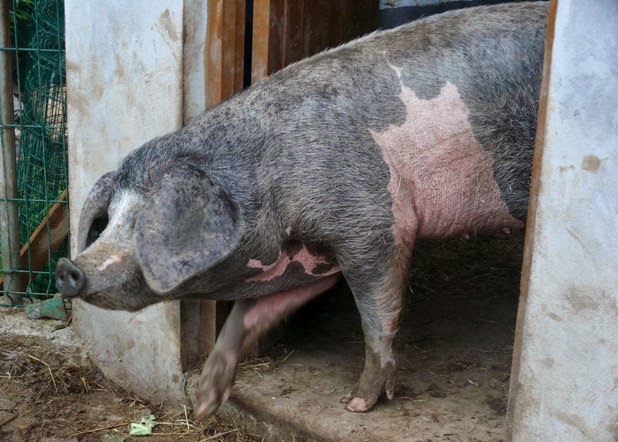 Aves en azul y verde: Razas autóctonas: el cerdo celta