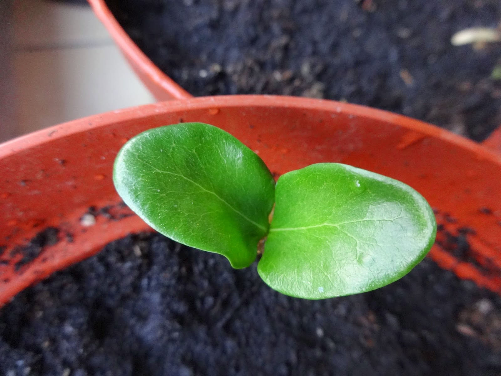 Herbs from Distant Lands: Manilkara zapota - Sapodilla, Chico, Chicle