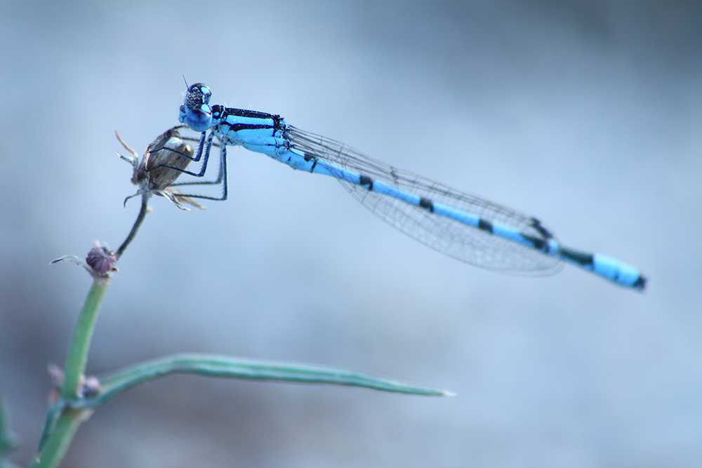 Una ventana a la naturaleza: Libelulando II
