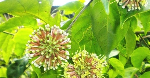 Manfaat Dan Khasiat Tanaman Gambir (Uncaria Gambir Hunter R.) - ragam ...