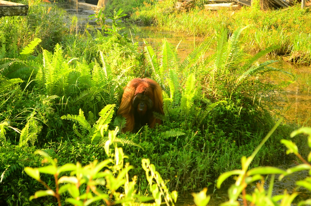 Frisca's Uniquely World: Borneo Orangutan Survival Foundation (BOSF ...