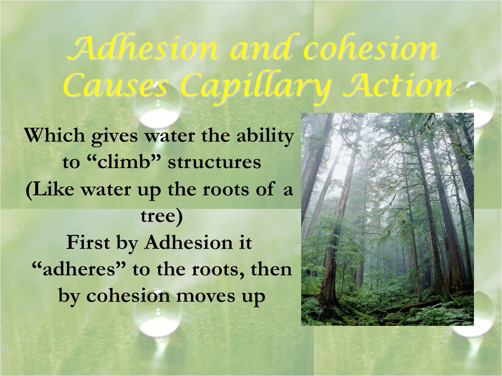 EC Honors Biology: Adhesion and Capillary Action Notes and activities