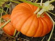 SEMUA BISA: Cara budidaya waluh dengan Tips Mudah dan Cepat panen