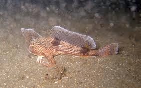 Peces con "manos" (Brachionichthydae)