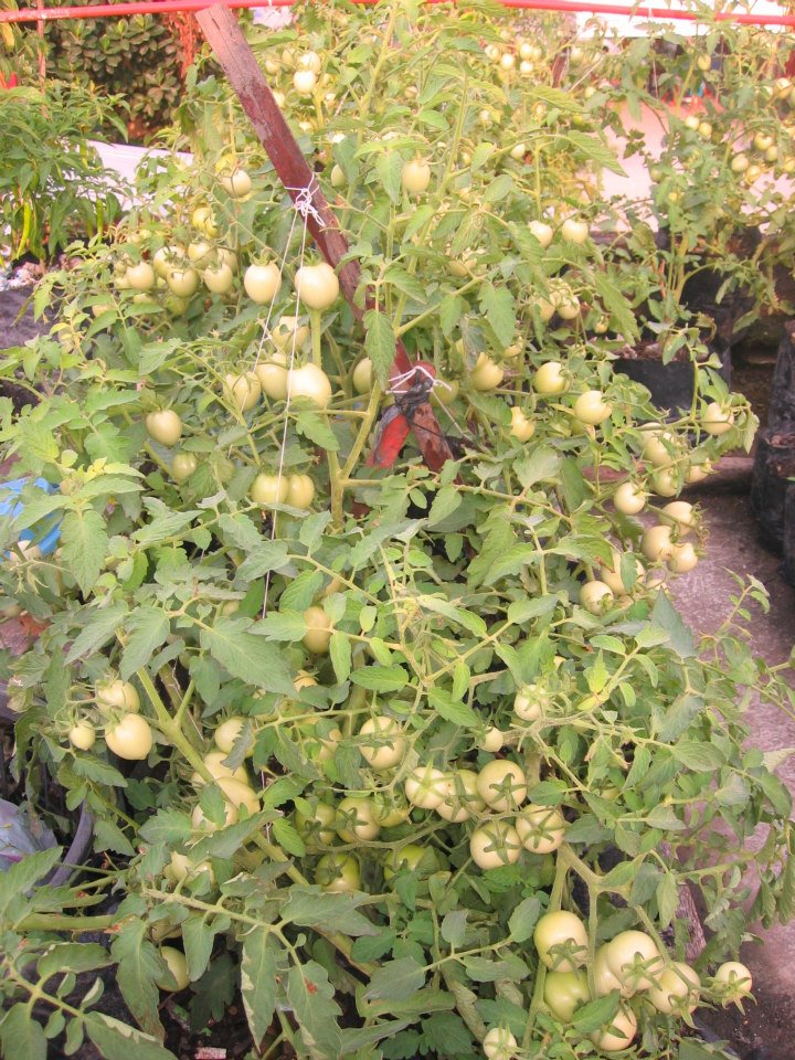 KAMALIG ni EGAY: Kamatis sa Among Atop