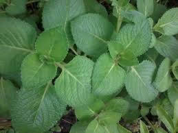 DAUN JINTEN dan JINTAN PUTIH | Tanaman Obat Keluarga