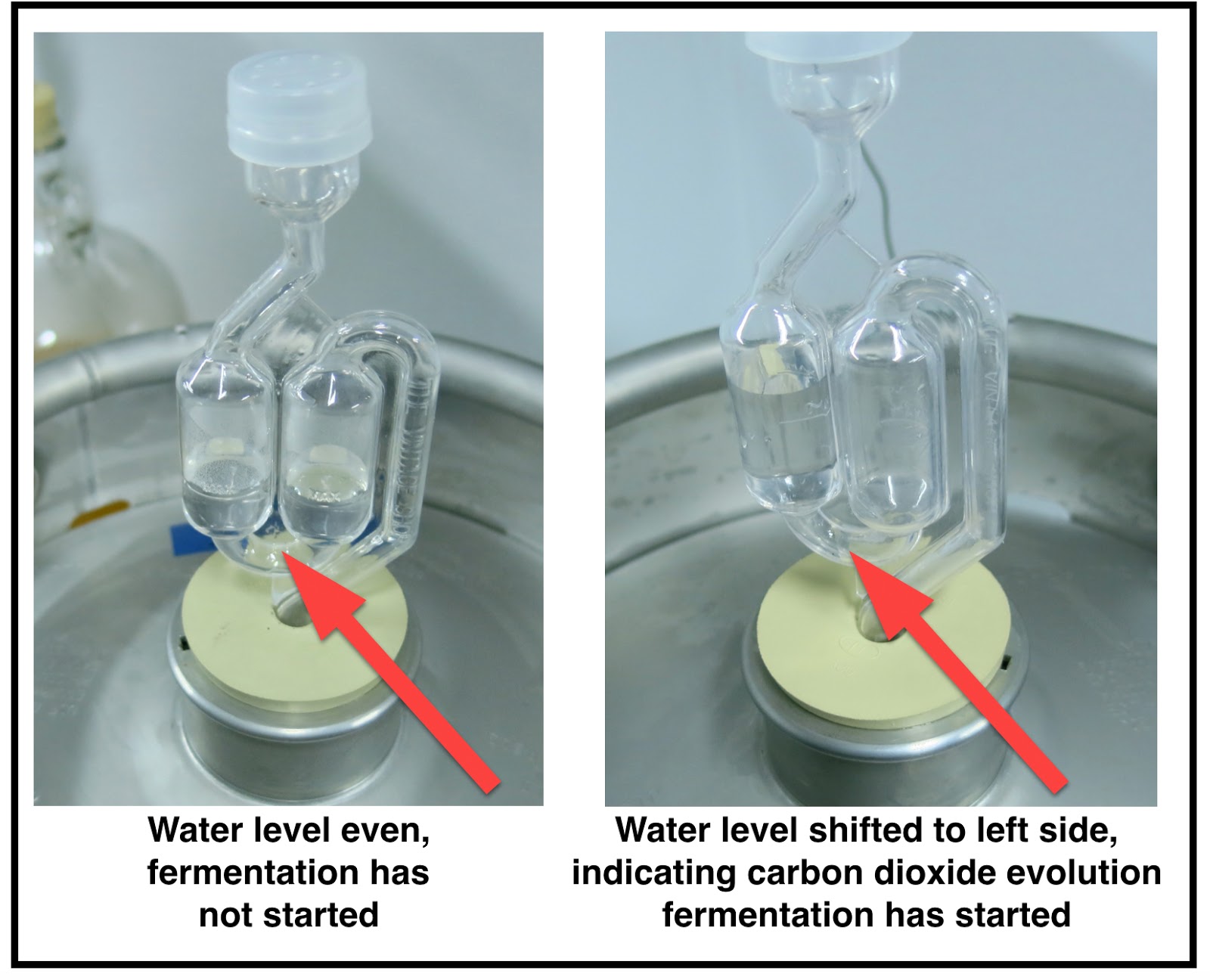 EnoViti: Fermentation?