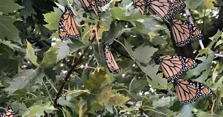 Monarchs in Eastern Iowa: Monarch Butterflies are roosting!