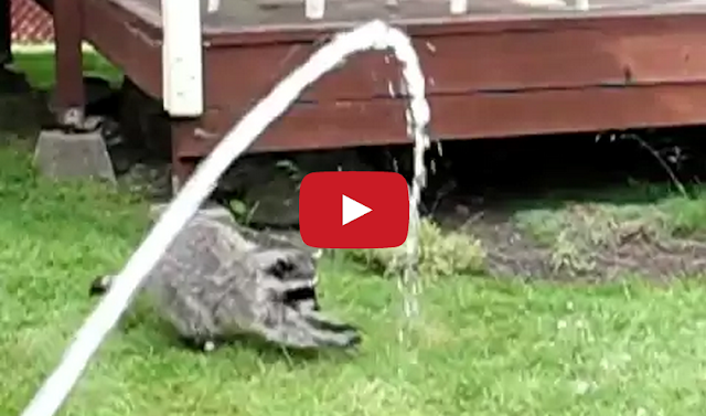 Raccoon Plays with Water from Garden Hose
