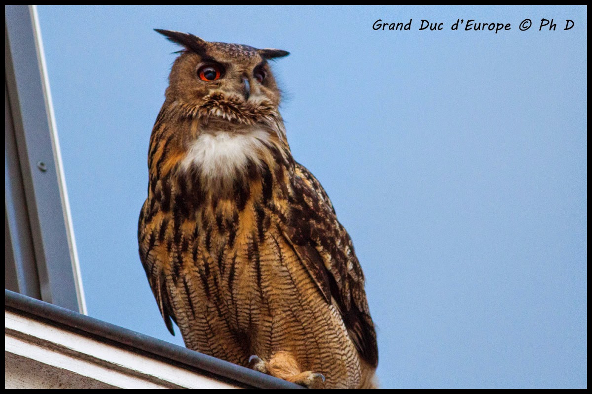 Comines Nature : Grand Duc d'Europe à Armentières ...