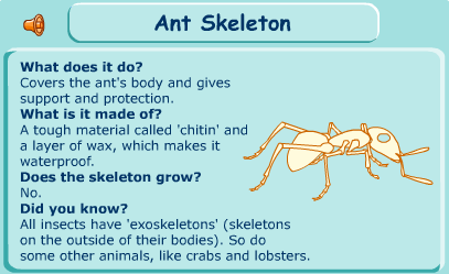 The Science Corner 4th: What is the meaning of exoskeleton?