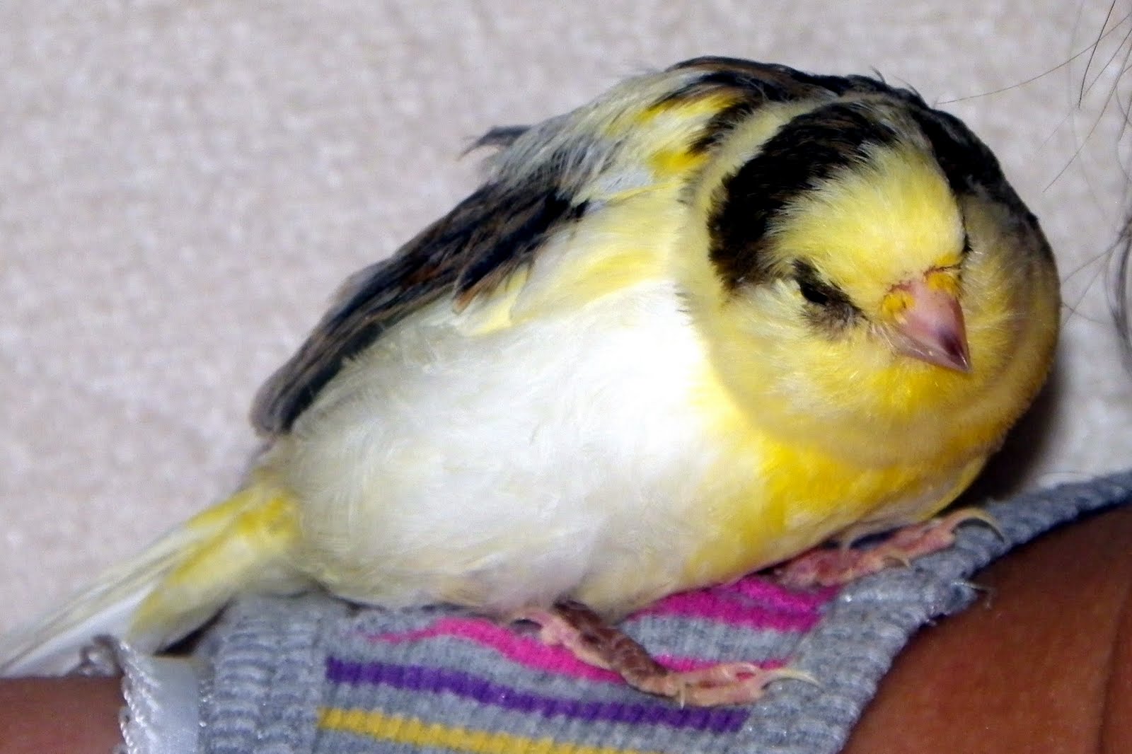 Vicky's Mini'Zoo: The Indoor Birds!