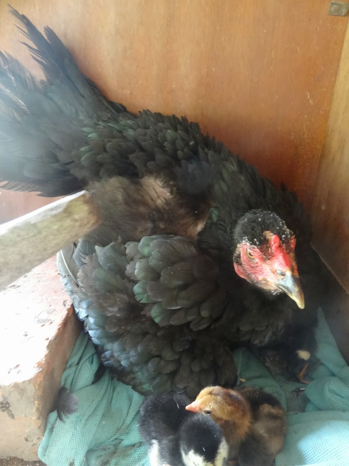 WARISAN NENEK: Telur Ayam Menetas